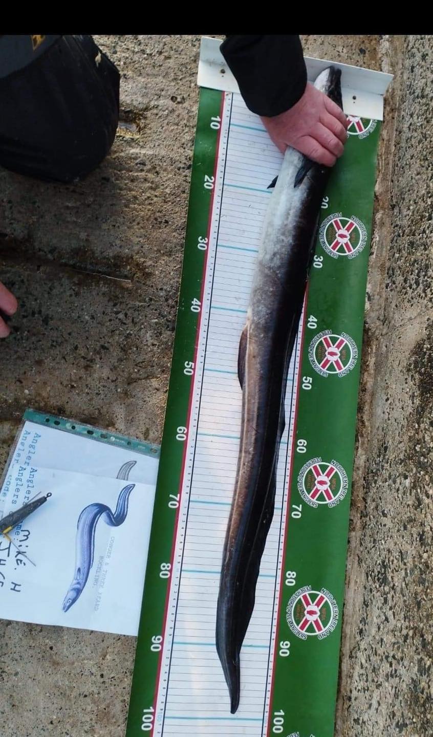 NIFSA Summer species hunts 2022